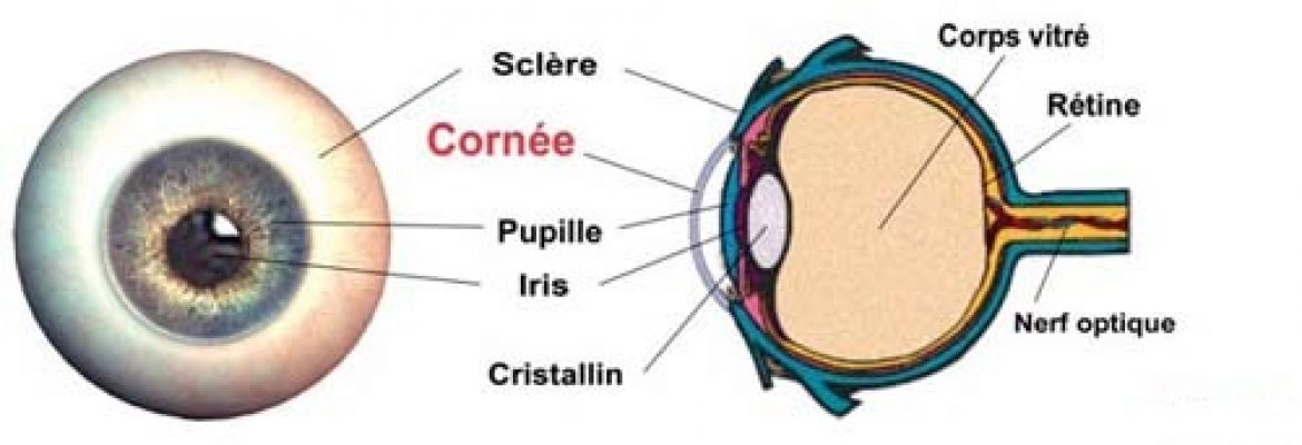 Étude analytique des lésions de la cornée - Ophtalmologie