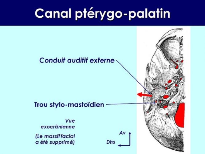 La paralysie faciale - Ophtalmologie